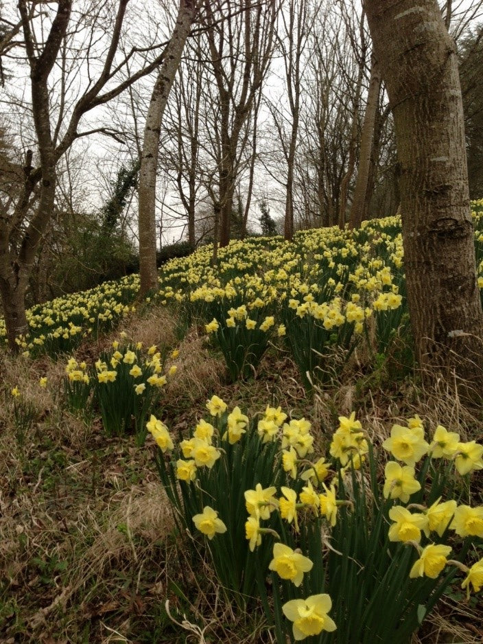 Yellow: The Color of Spring – Rachel Riley US